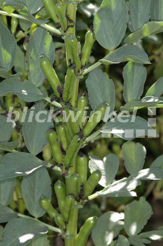 blickwinkel - Ackerbohne, Acker-Bohne, Saubohne, Sau-Bohne (Vicia faba ...