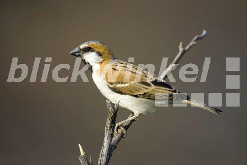 blickwinkel - Rostsperling, Rost-Sperling (Passer motitensis), auf ...