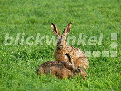 blickwinkel - Europaeischer Hase, Europaeischer Feldhase (Lepus ...