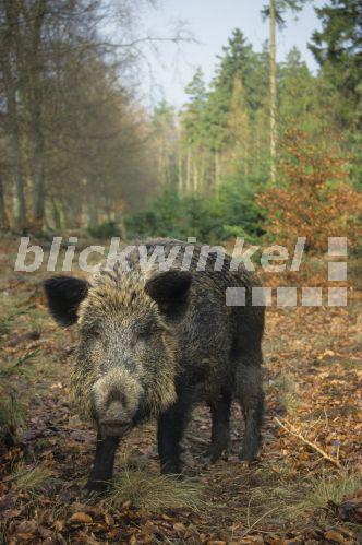 blickwinkel - Wildschwein, Wild-Schwein, Schwarzwild (Sus scrofa ...