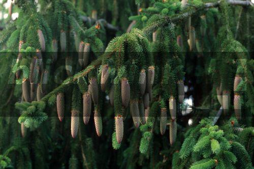 blickwinkel - Gemeine Fichte, Rottanne, Gewoehnliche Fichte (Picea ...