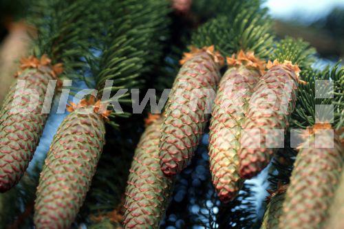 blickwinkel - Gemeine Fichte, Rottanne, Gewoehnliche Fichte (Picea ...