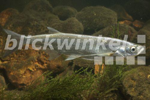 blickwinkel - Ziege, Sichling, Sichelfisch (Pelecus cultratus ...