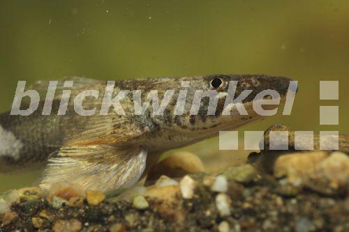 blickwinkel - Streber (Zingel streber), Portraet, auf Brustflossen ...