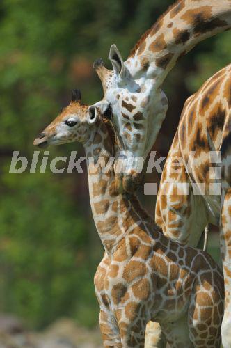 blickwinkel - Giraffe (Giraffa camelopardalis), Kuh mit Kalb - giraffe ...