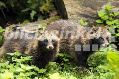 blickwinkel - Marderhund, Enok, Seefuchs (Nyctereutes procyonoides ...