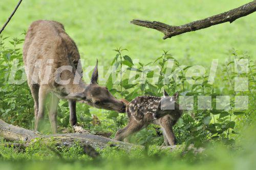 blickwinkel - Rothirsch, Rot-Hirsch, Edelhirsch, Edel-Hirsch, Rotwild ...