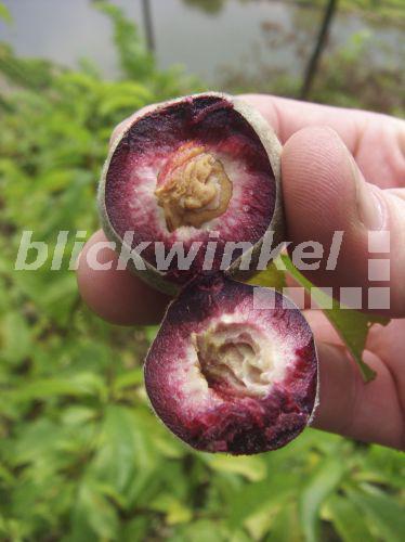 blickwinkel - Roter Weinbergspfirsich, Weingartenpfirsich, Weingarten ...