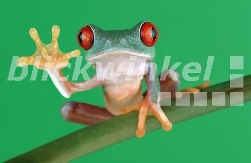 blickwinkel - Rotaugenfrosch, Rotaugen-Laubfrosch, Rotaugenlaubfrosch ...