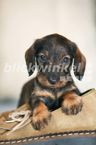 blickwinkel - Rauhhaardackel, Rauhhaar-Dackel, Rauhaardackel, Rauhaar ...