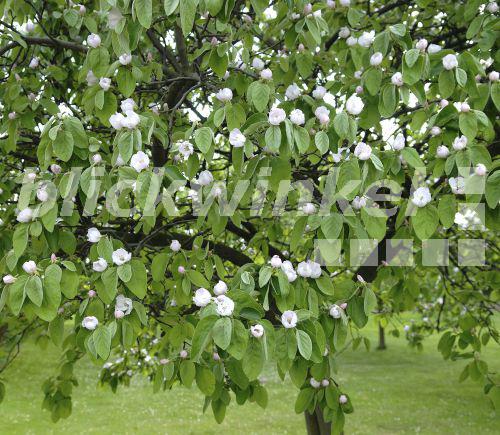 blickwinkel - Quittenbaum, Quitten-Baum (Cydonia oblonga), bluehend ...