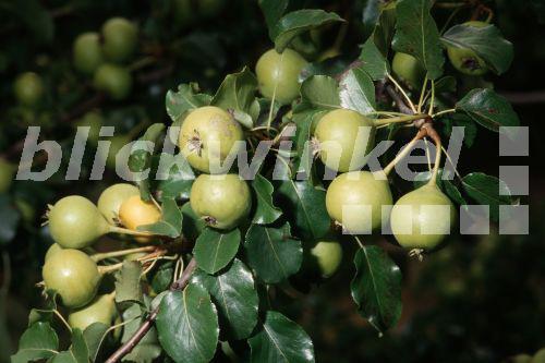 blickwinkel - Wildbirne, Wild-Birne, Holzbirne, Holz-Birne (Pyrus ...