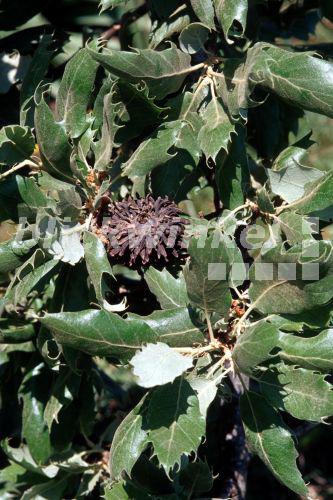 blickwinkel - Wallonen-Eiche, Walloneneiche, Arkadische Eiche, Valonea ...