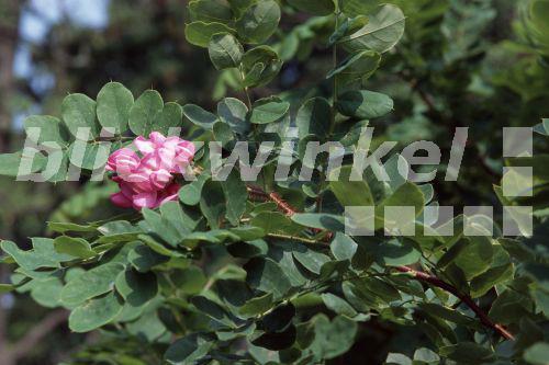 blickwinkel - Borstige Robinie, Rosenakazie, Rosen-Akazie (Robinia ...