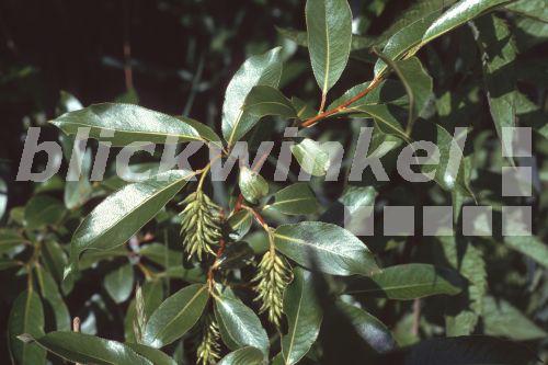 blickwinkel - Lorbeer-Weide, Lorbeerweide (Salix pentandra), fruchtend ...