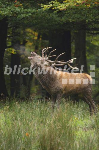 blickwinkel - Rothirsch, Rot-Hirsch, Edelhirsch, Edel-Hirsch, Rotwild ...