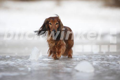 blickwinkel - Langhaardackel, Langhaar-Dackel, Langhaarteckel, Langhaar ...