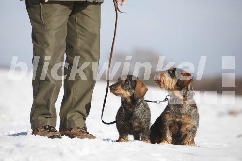 blickwinkel - Rauhhaardackel, Rauhhaar-Dackel, Rauhaardackel, Rauhaar ...