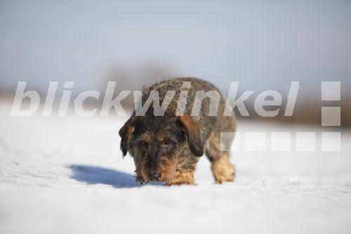 blickwinkel - Rauhhaardackel, Rauhhaar-Dackel, Rauhaardackel, Rauhaar ...