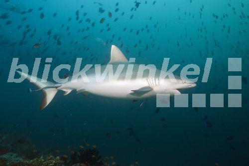 blickwinkel - Grauer Riffhai (Carcharhinus amblyrhynchos, Carcharhinus ...