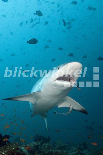 blickwinkel - Grauer Riffhai (Carcharhinus amblyrhynchos, Carcharhinus ...