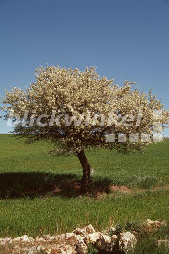 blickwinkel - Holzapfel, Holz-Apfel, Europaeischer Wildapfel (Malus ...