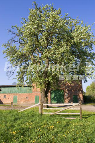 blickwinkel - Kultur-Birne, Birne, Birnbaum (Pyrus communis), bluehend ...