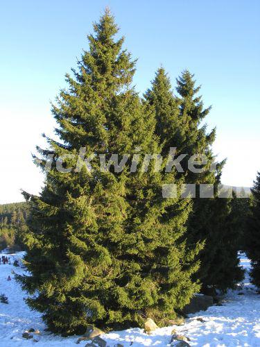 blickwinkel - Gemeine Fichte, Rottanne, Gewoehnliche Fichte (Picea ...