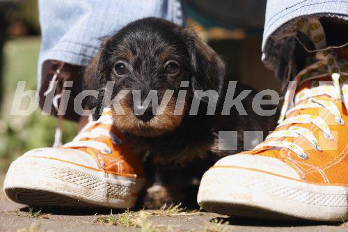 blickwinkel - Rauhhaardackel, Rauhhaar-Dackel, Rauhaardackel, Rauhaar ...