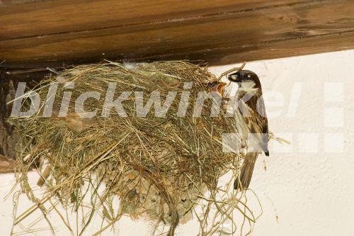 blickwinkel - Haussperling, Haus-Sperling, Hausspatz, Haus-Spatz ...