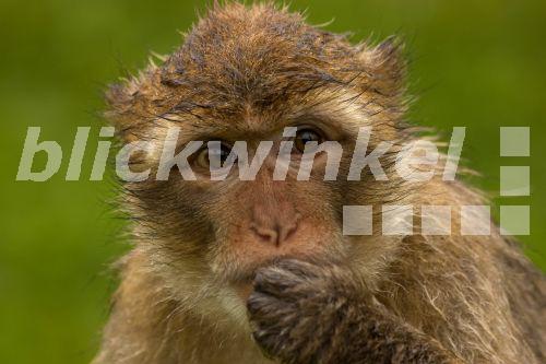 blickwinkel - Rhesusaffe, Rhesus-Affe, Rhesusmakak, Rhesus-Makak ...
