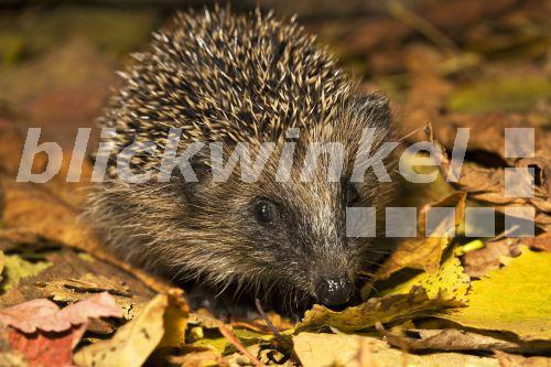 blickwinkel - Europaeischer Igel, Westeuropaeischer Igel, Westigel ...
