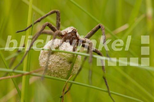 blickwinkel - Listspinne, List-Spinne, Raubspinne, Raub-Spinne ...