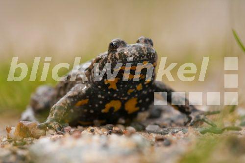 blickwinkel - Rotbauchunke, Rotbauch-Unke, Tieflandunke, Tiefland-Unke ...