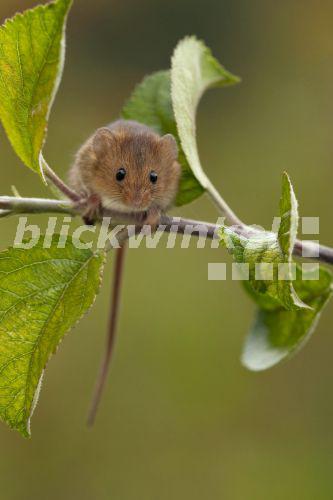 blickwinkel - Eurasische Zwergmaus, Eurasische Zwerg-Maus, Zwergmaus ...