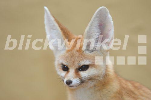 blickwinkel - Fennek, Wuestenfuchs, Wuesten-Fuchs (Fennecus zerda ...