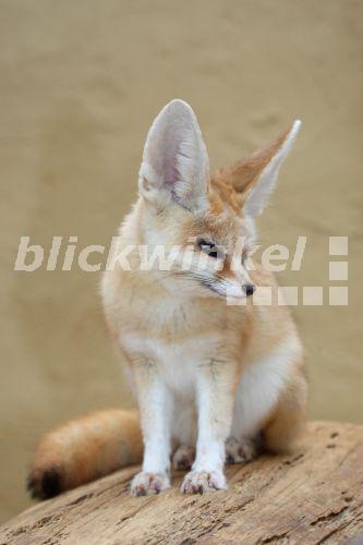 blickwinkel - Fennek, Wuestenfuchs, Wuesten-Fuchs (Fennecus zerda ...