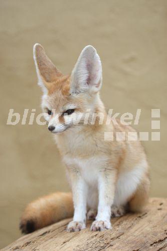 blickwinkel - Fennek, Wuestenfuchs, Wuesten-Fuchs (Fennecus zerda ...