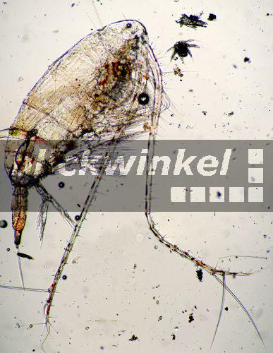 blickwinkel - Ruderfusskrebs, C. finmarchicus (Calanus finmarchicus ...