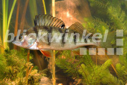blickwinkel - Flussbarsch. Fluss-Barsch (Perca fluviatilis), vor ...