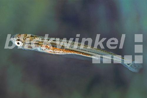 blickwinkel - Perlfisch, Frauenfisch, Maifisch (Rutilus frisii ...