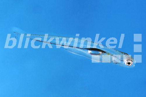 blickwinkel - Perlfisch, Frauenfisch, Maifisch (Rutilus frisii ...