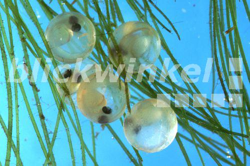 blickwinkel - Perlfisch, Frauenfisch, Maifisch (Rutilus frisii ...