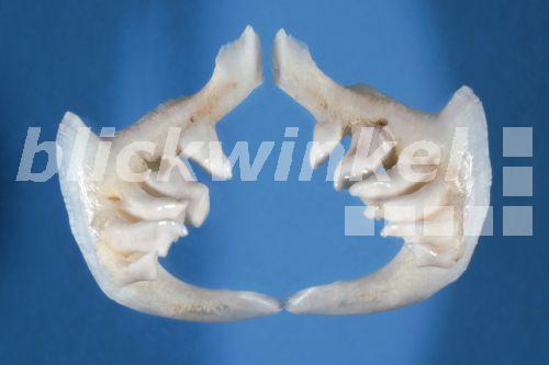 blickwinkel - Perlfisch, Frauenfisch, Maifisch (Rutilus frisii ...