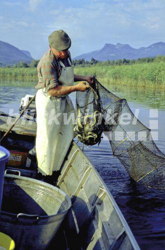 blickwinkel - Europaeischer Flussaal (Anguilla anguilla), Berufsfischer ...