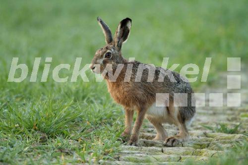 blickwinkel - Europaeischer Hase, Europaeischer Feldhase (Lepus ...