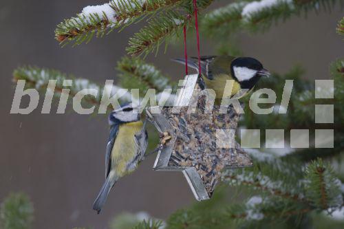 blickwinkel - Kohlmeise, Kohl-Meise (Parus major), mit Blaumeise an ...