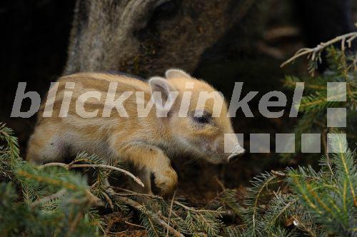 blickwinkel - Wildschwein, Wild-Schwein, Schwarzwild (Sus scrofa), zwei ...