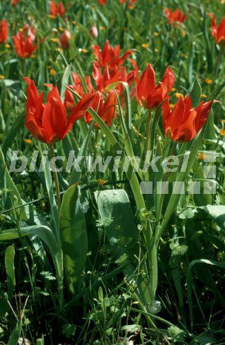 blickwinkel - Sonnenaugen-Tulpe, Sonnenaugentulpe, Wild-Tulpe ...