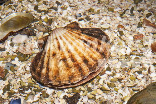 blickwinkel - Grosse Kammmuschel, Grosse Kamm-Muschel, Grosse ...